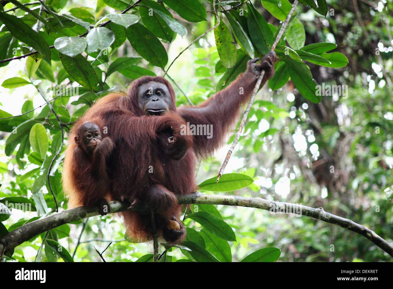 Two baby orang utans hi-res stock photography and images - Alamy