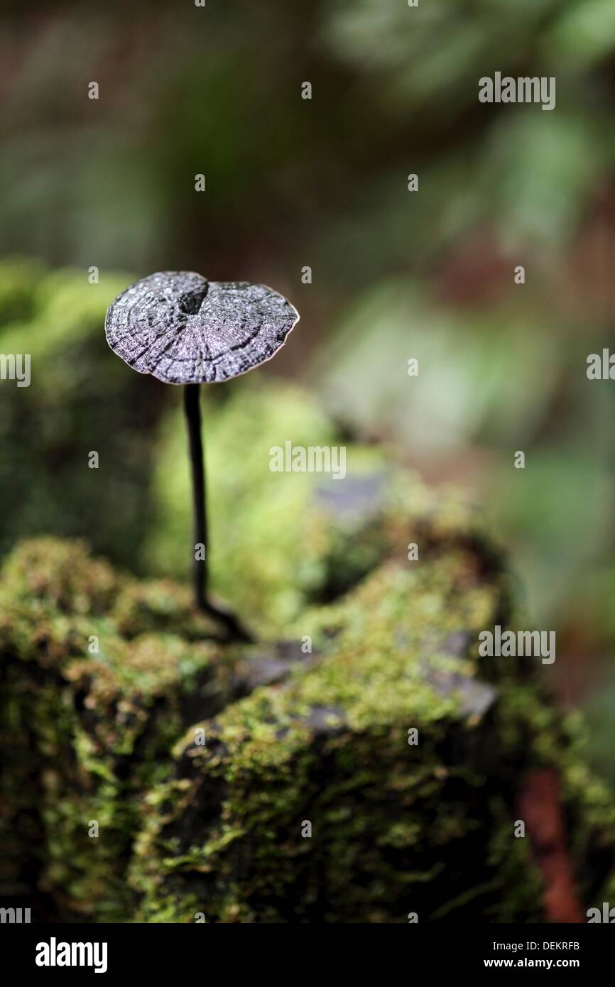 Lingzhi hi-res stock photography and images - Alamy