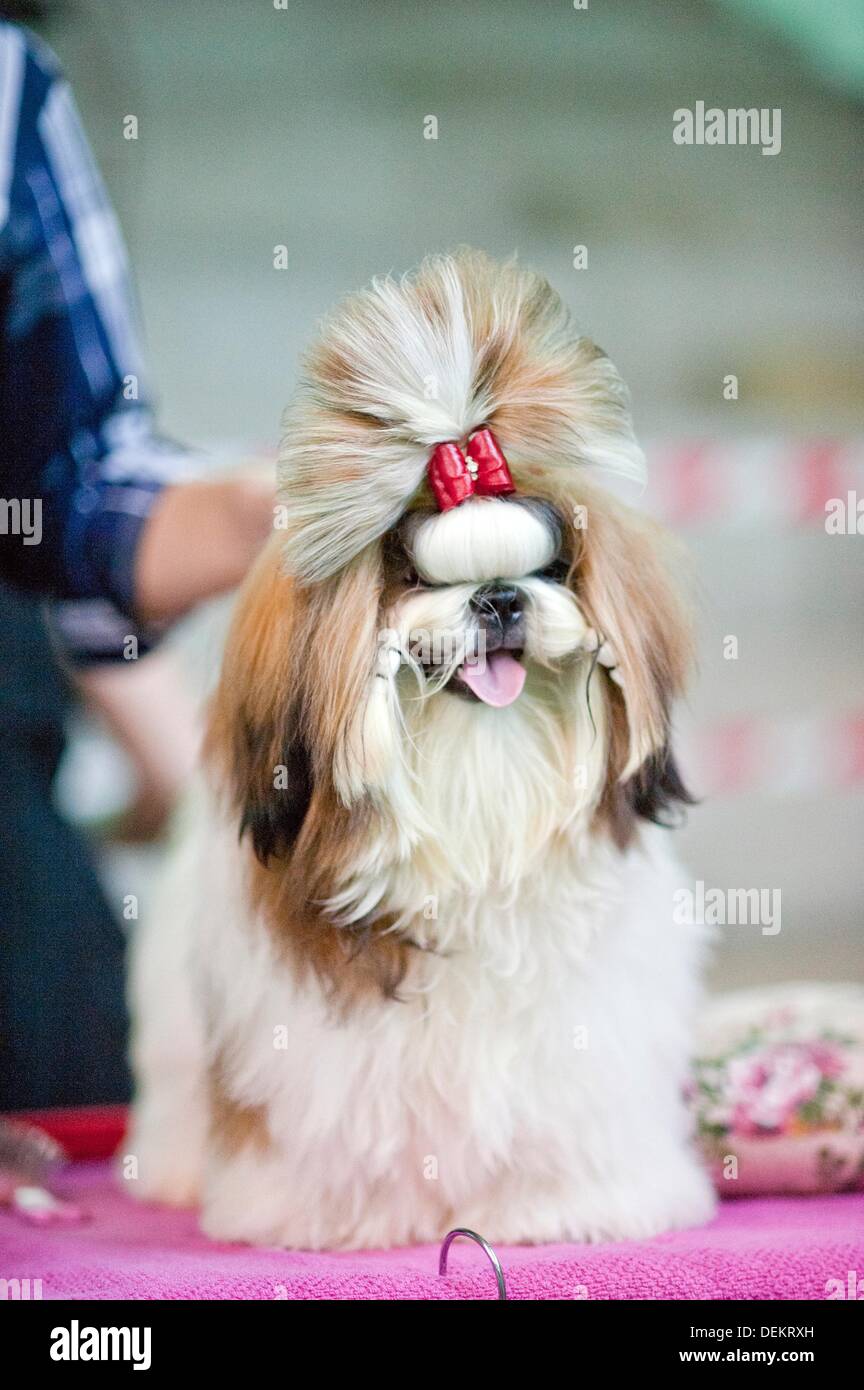 Shizu hi-res stock photography and images - Alamy