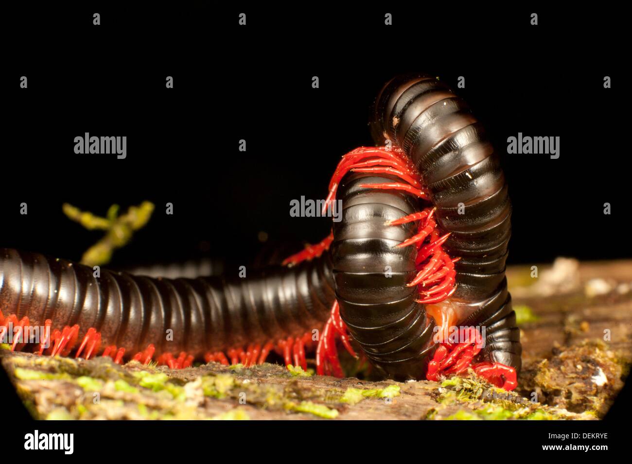 Millipede mating hi-res stock photography and images - Alamy