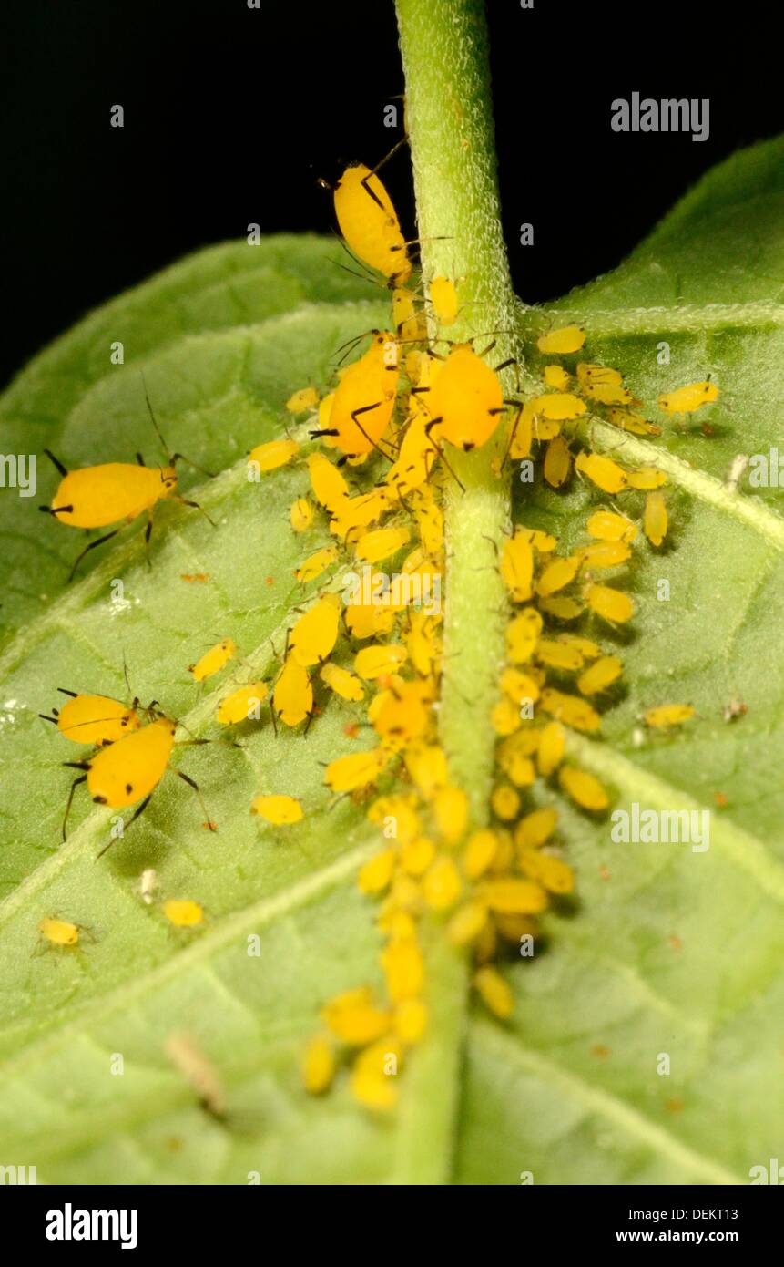 Little hopper hi-res stock photography and images - Alamy