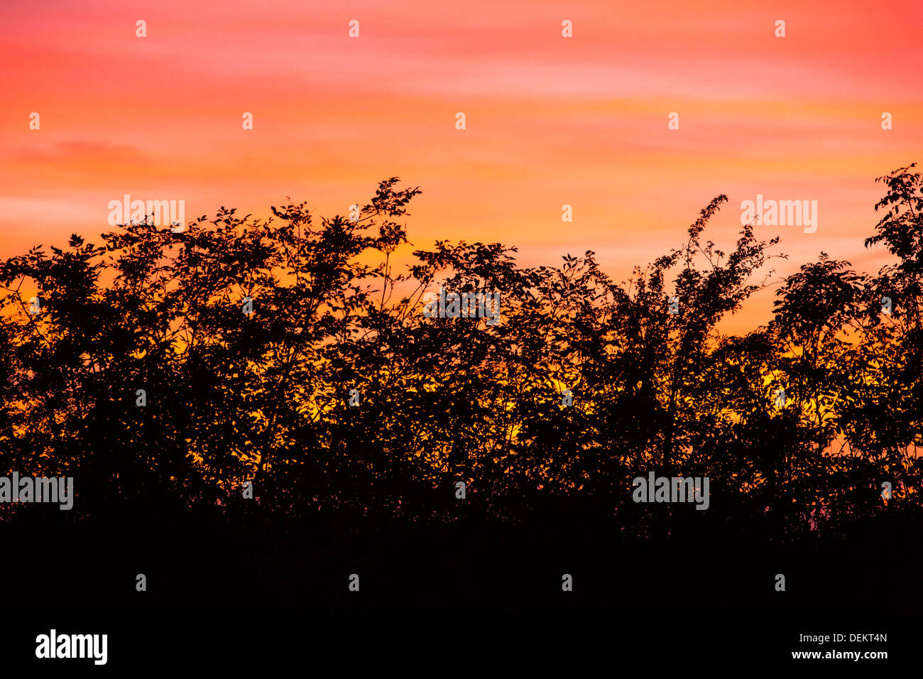 Over the hedge hi-res stock photography and images - Alamy