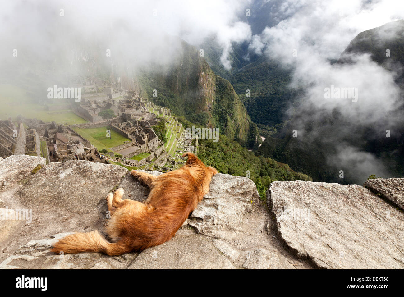 Dog relaxing on mountain overlooking Machu Picchu, Machu Picchu, Peru ...