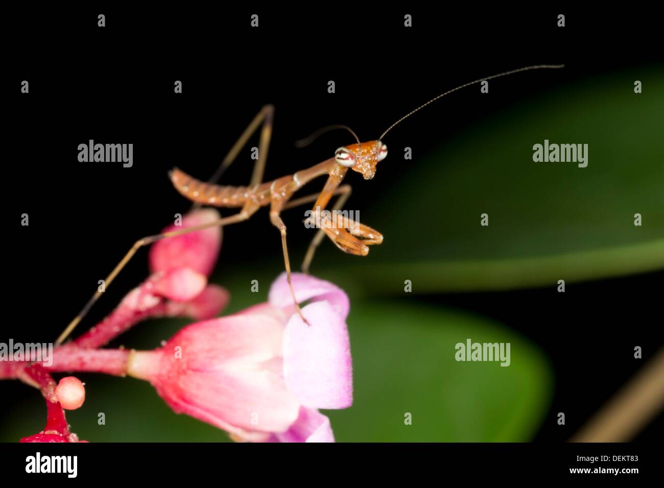 Ant mimic mantis hi-res stock photography and images - Alamy