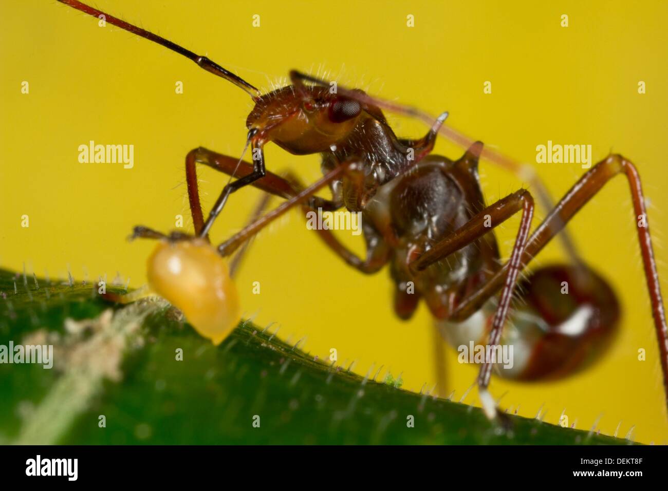 Ant mimic bug sucking juice from wild fruit Stock Photo - Alamy