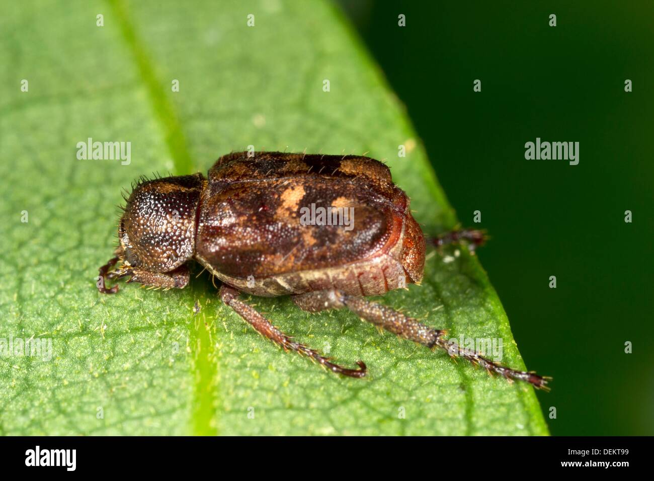 Beetle. Image taken at Kampung Skudup, Sarawak, Malaysia Stock Photo ...