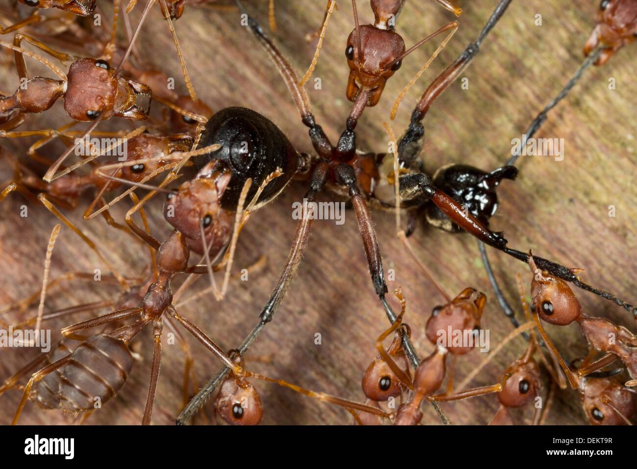 Army Ants Attacking Animals