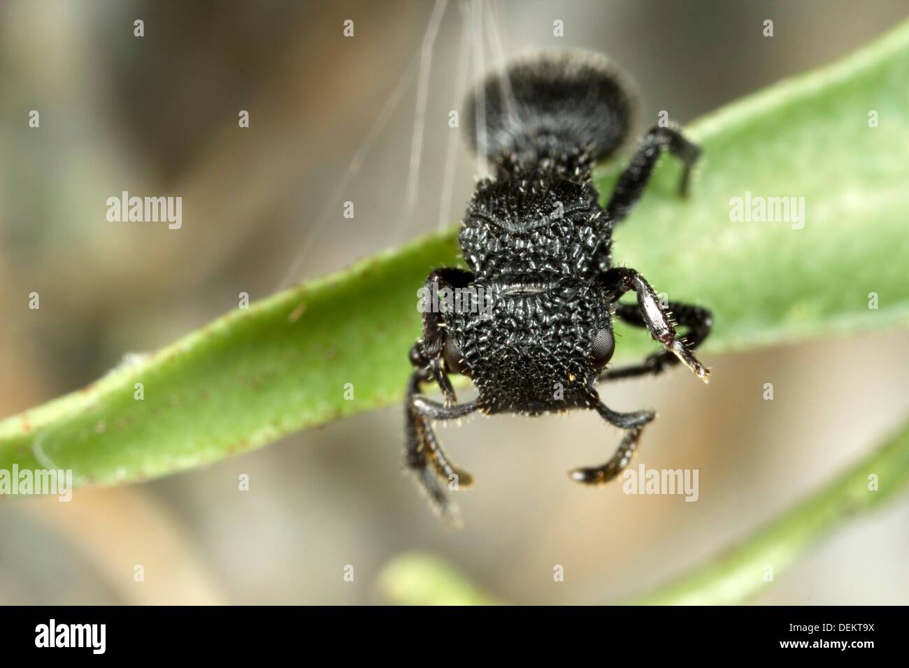 A black ant trapped by spider webs. Image taken at Kampung Skudup ...