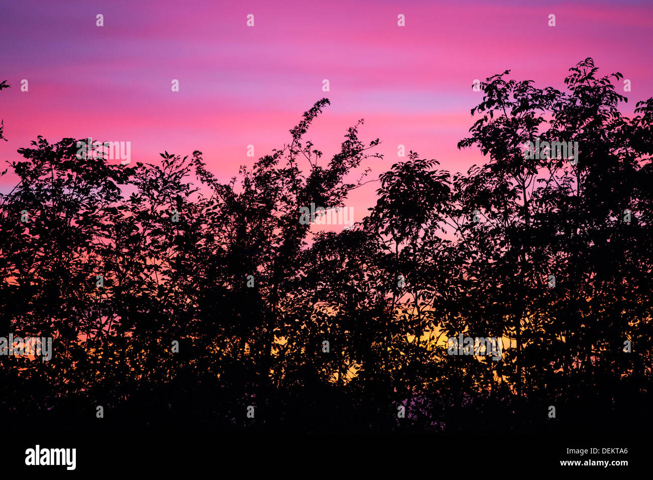 Sunset over a hedge on Dartmoor, Devon, UK Stock Photo - Alamy