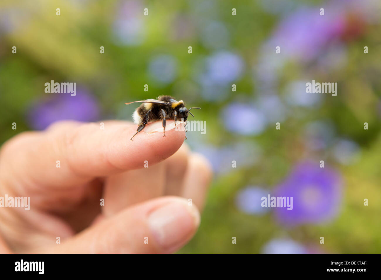 Digger bee hi-res stock photography and images - Alamy