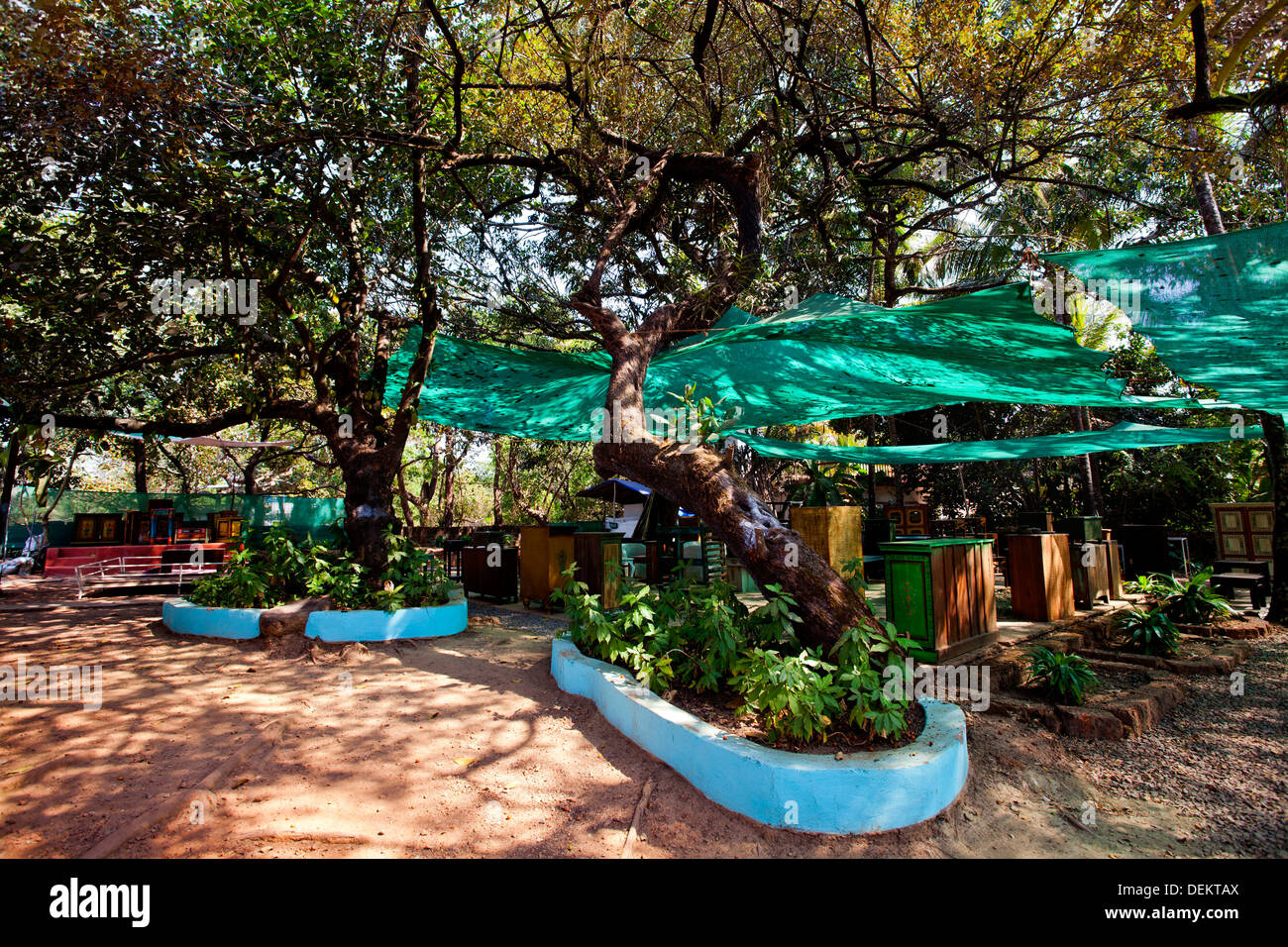 Trees in a garden, Artjuna, Anjuna, North Goa, Goa, India Stock Photo ...