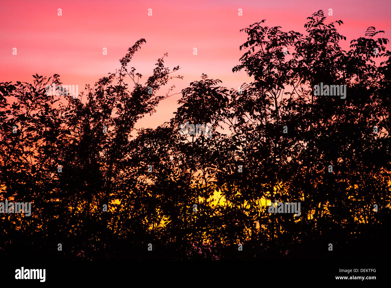 Hedge sunset hi-res stock photography and images - Alamy