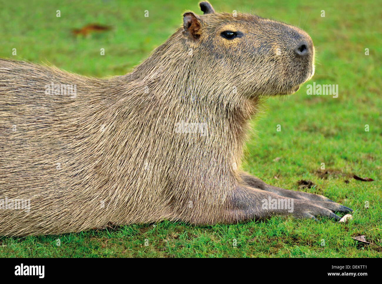 Brazil, Pantanal: Close-up of a Capybara (Hydrochoerus hydrochaeris ...