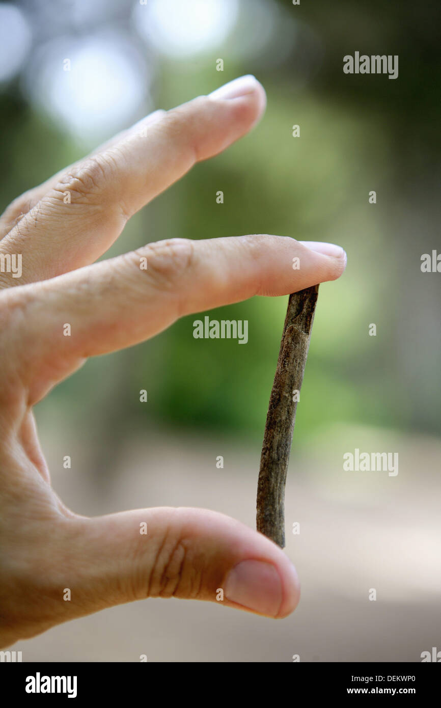 Man hand with a dry stick on his fingers Stock Photo - Alamy
