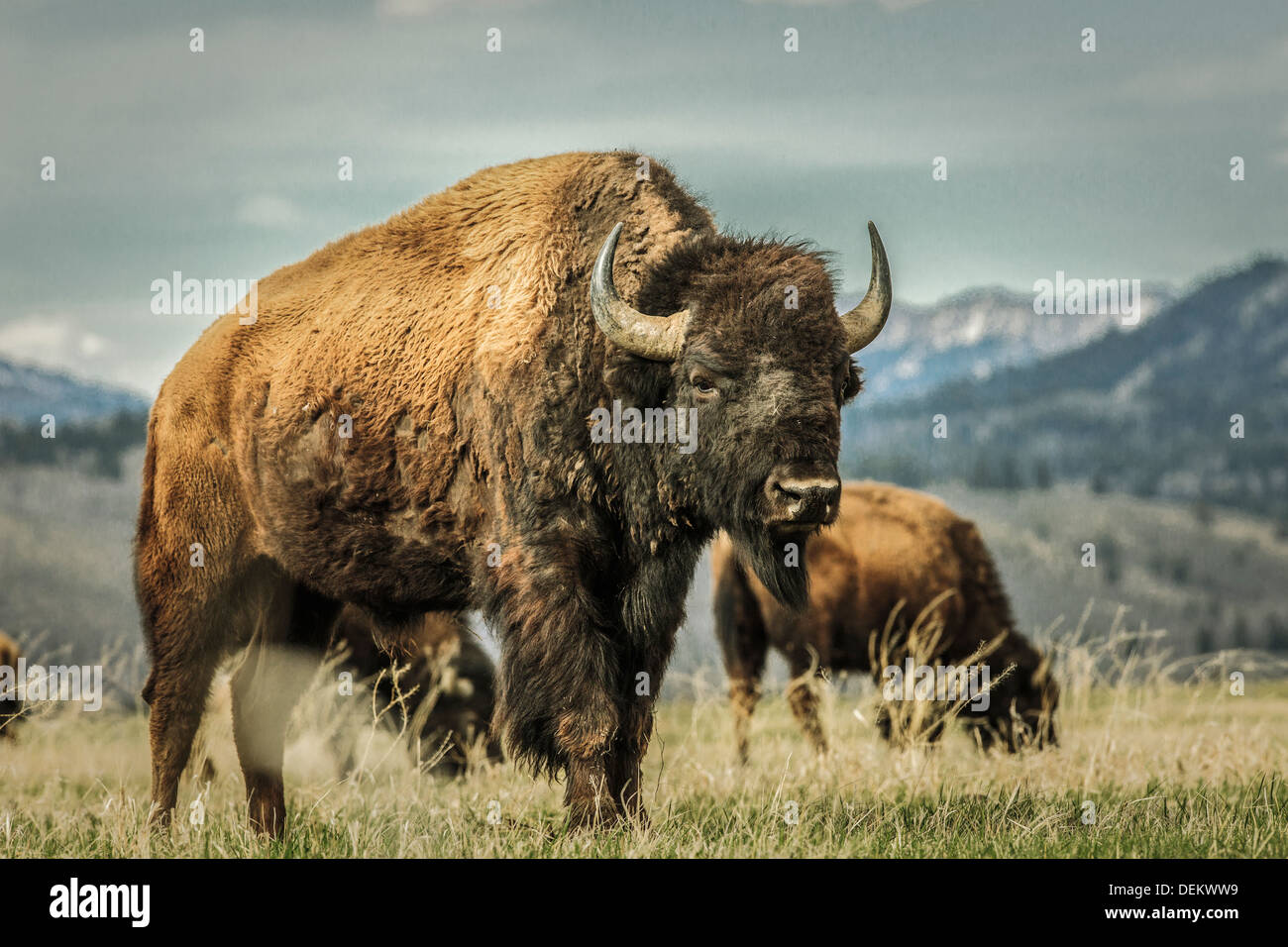 Buffalo grazing in grassy rural field Stock Photo - Alamy