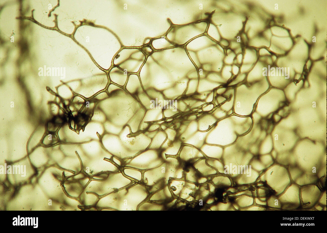 Spongin Stock Photos & Spongin Stock Images - Alamy