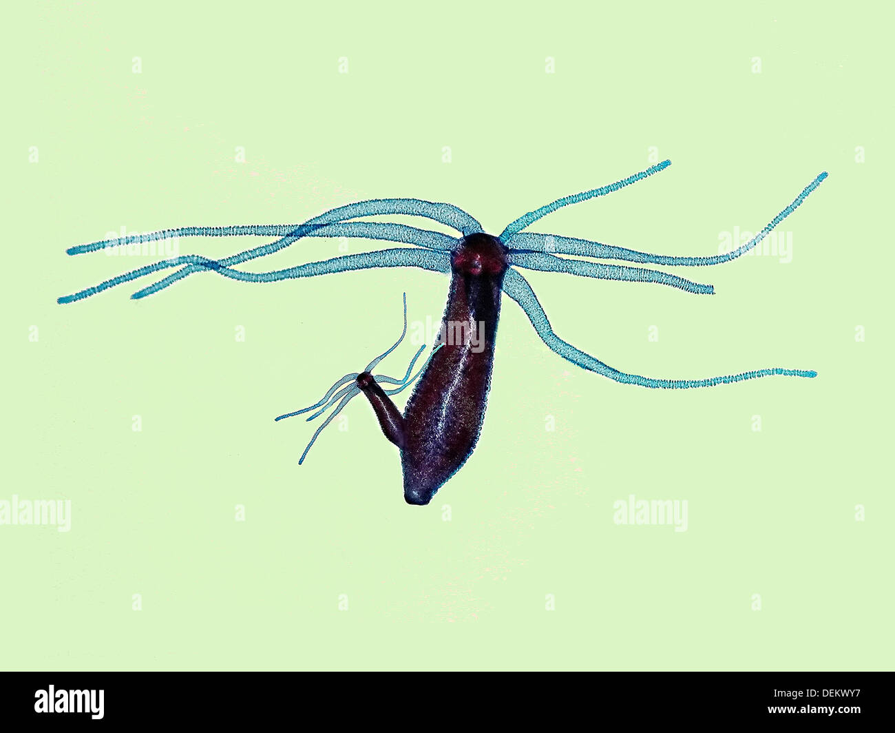 Asexual Reproduction High Resolution Stock Photography and Images - Alamy