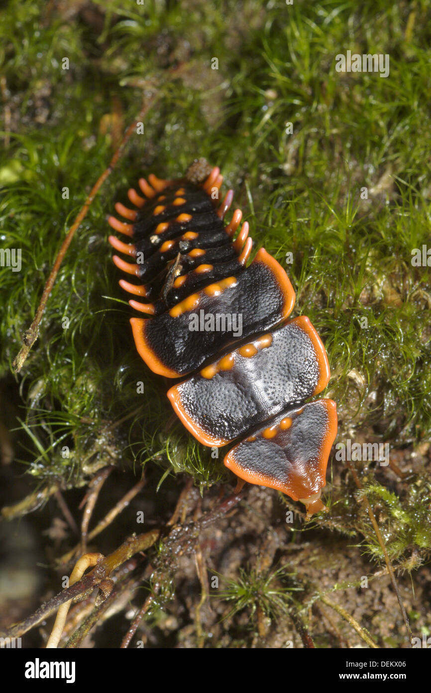 Trilobite beetle duliticola paradoxa female hi-res stock photography ...