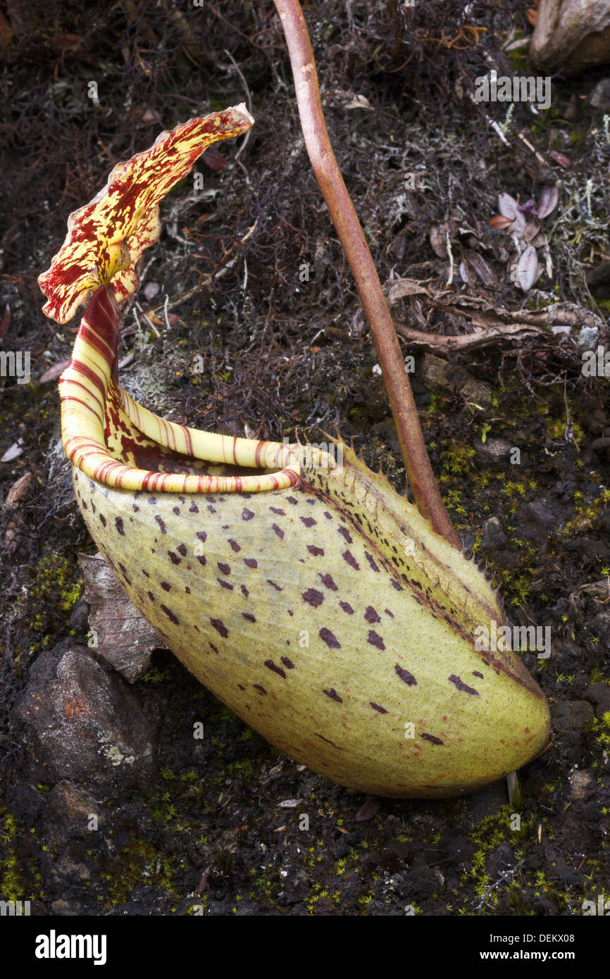 Kinabalu park malaysia plant hi-res stock photography and images - Alamy