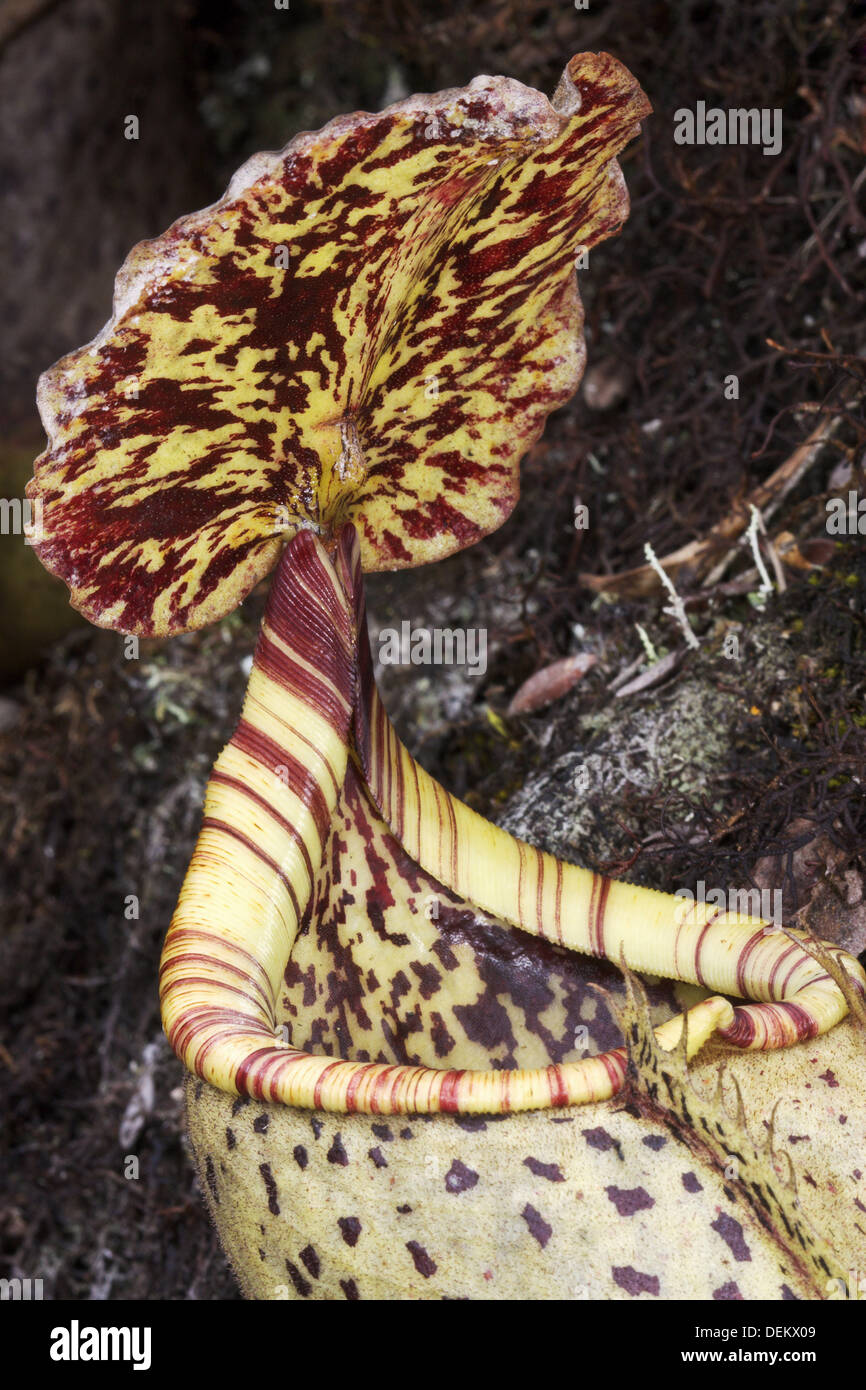 Kinabalu Park Pitcher Plant High Resolution Stock Photography and ...