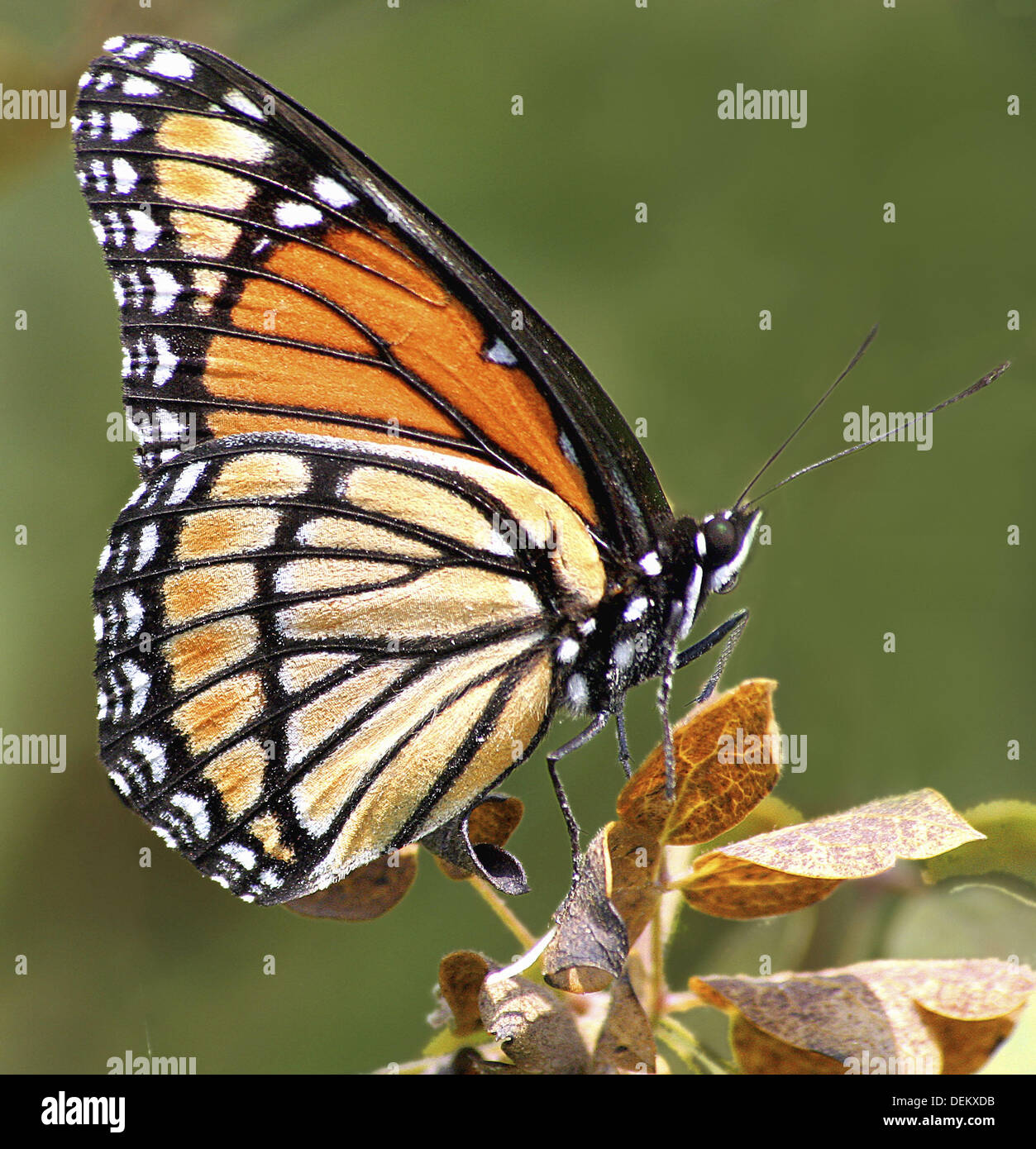 Viceroy (Monarch mimic Stock Photo - Alamy