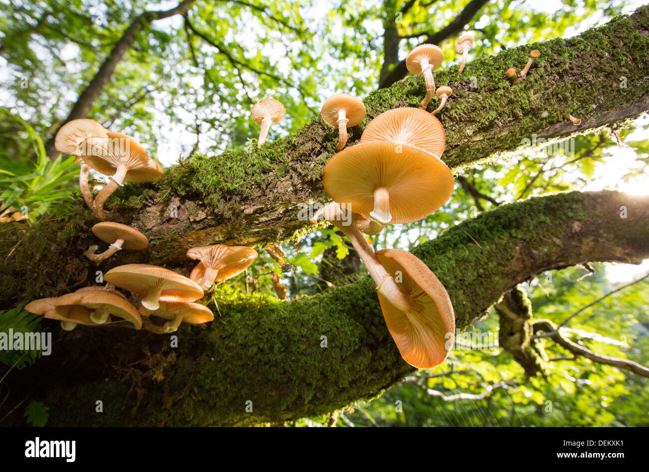 Funghi on an Oak tree branch at Rydal, Lake District, UK Stock Photo ...