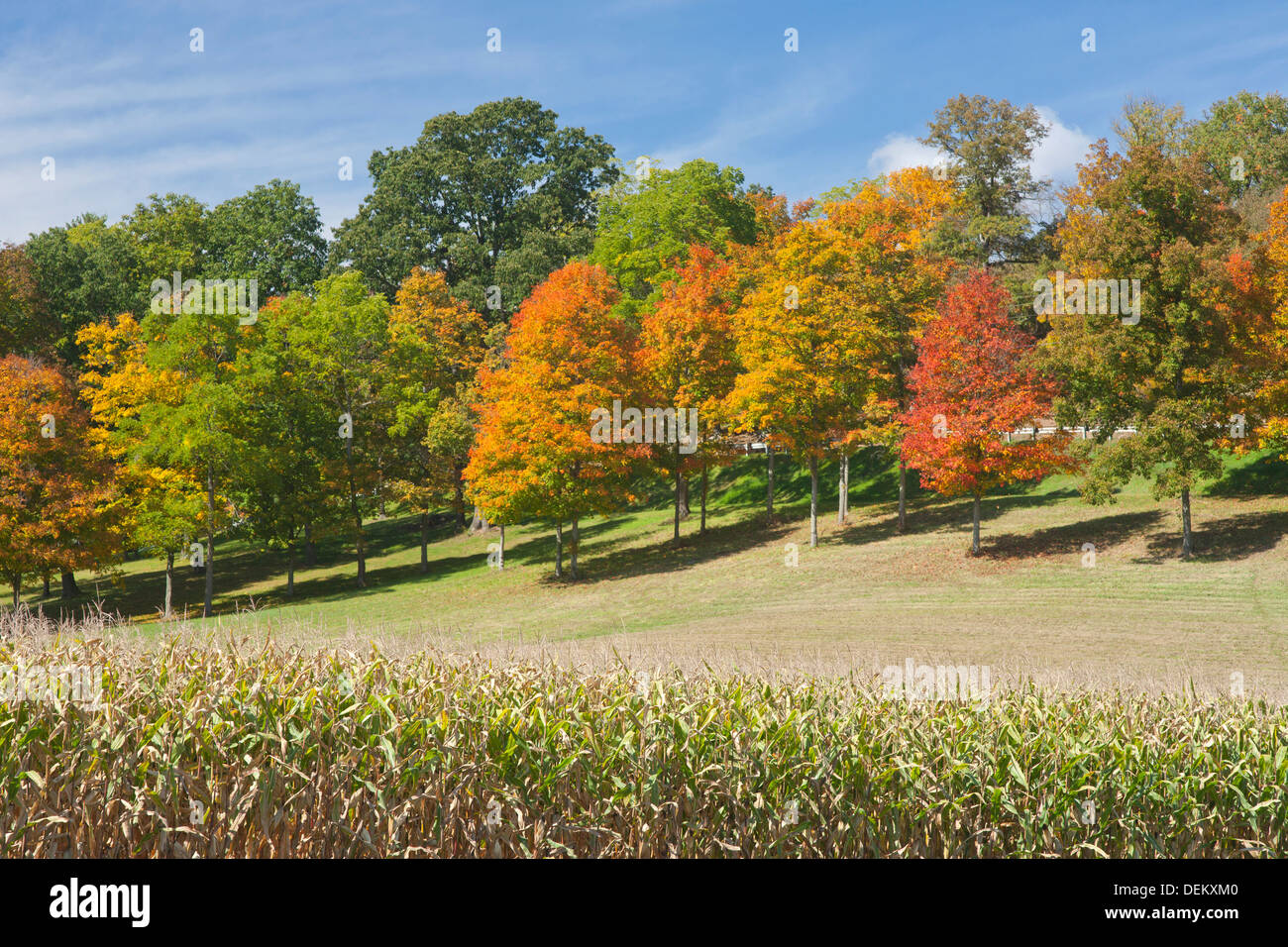 FALL FOLIAGE TREES ON HILLSIDE INDIANA COUNTY PENNSYLVANIA USA Stock ...