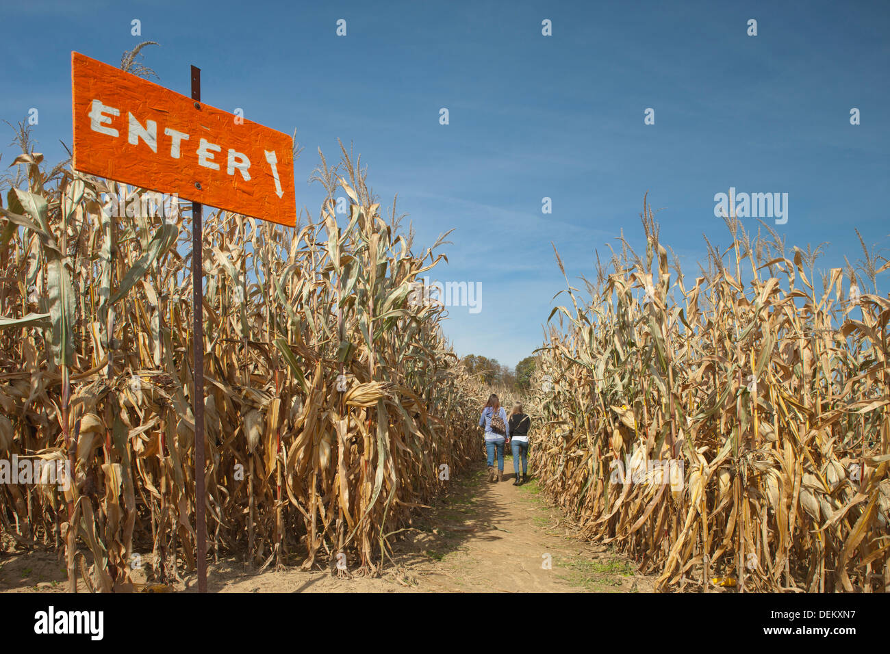 Corn Maze Background