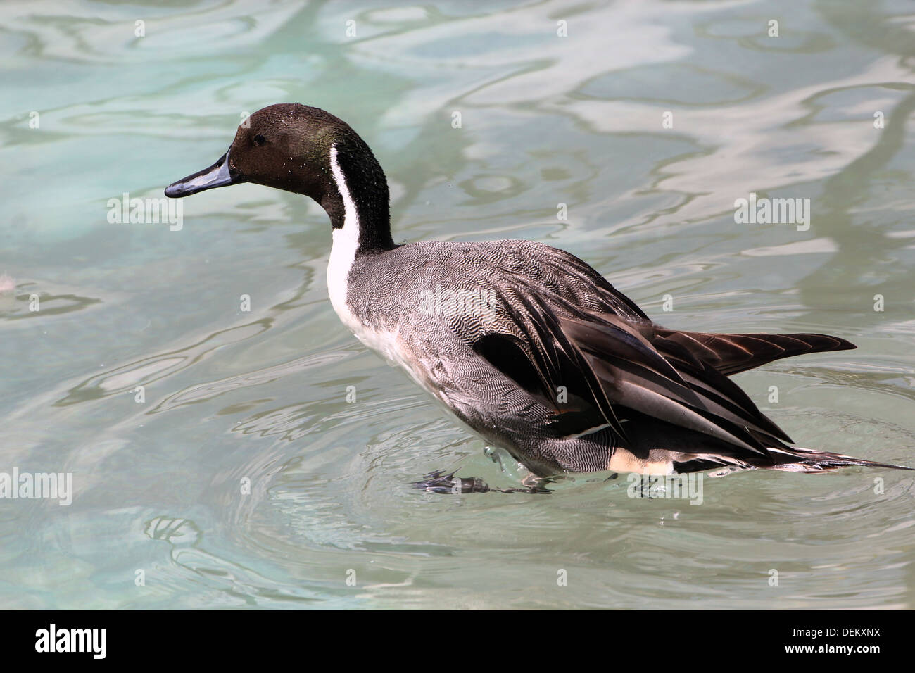Pintail duck male preening hi-res stock photography and images - Alamy
