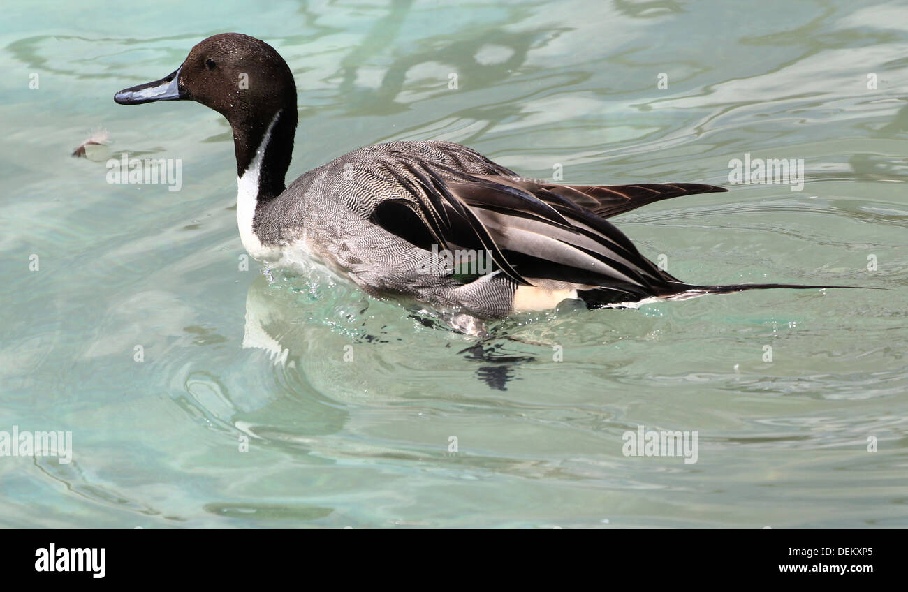 Close-up of a male Northern Pintail duck (Anas acuta) posing, resting ...