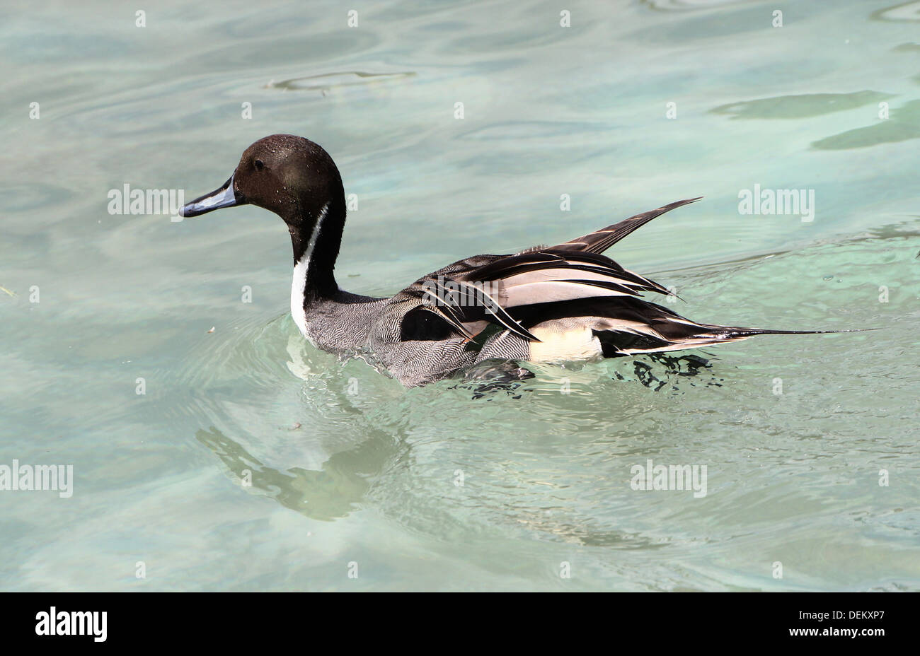 Pintail duck male preening hi-res stock photography and images - Alamy