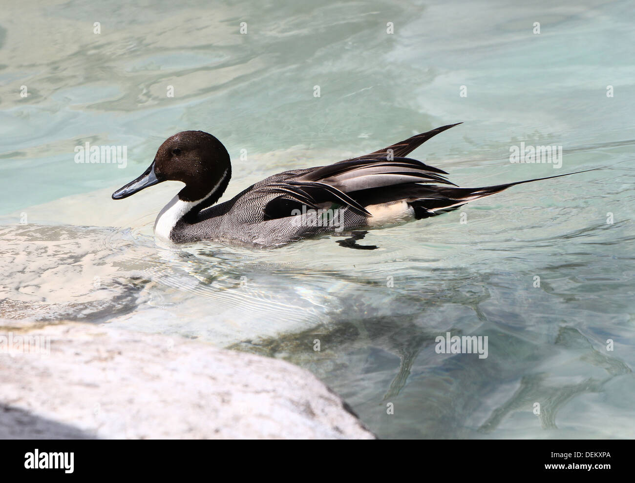 Northern pintail duck hi-res stock photography and images - Alamy