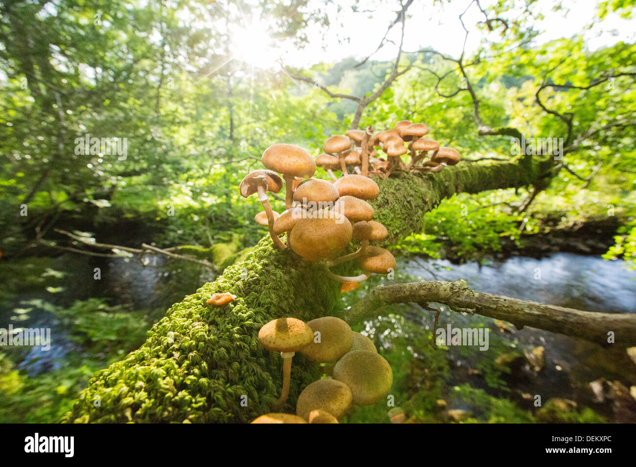 Tree with mushroom hi-res stock photography and images - Alamy