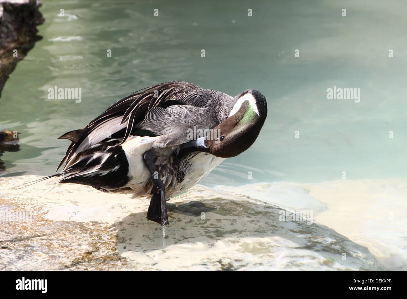 Close-up of a male Northern Pintail duck (Anas acuta) posing, resting ...