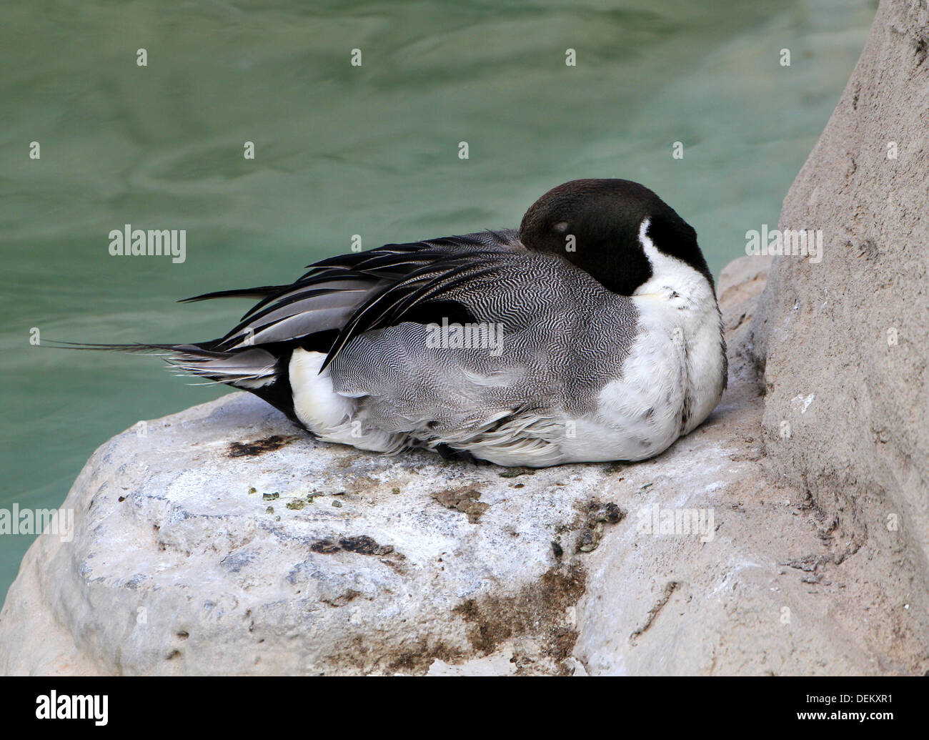 Pin tailed duck hi-res stock photography and images - Alamy