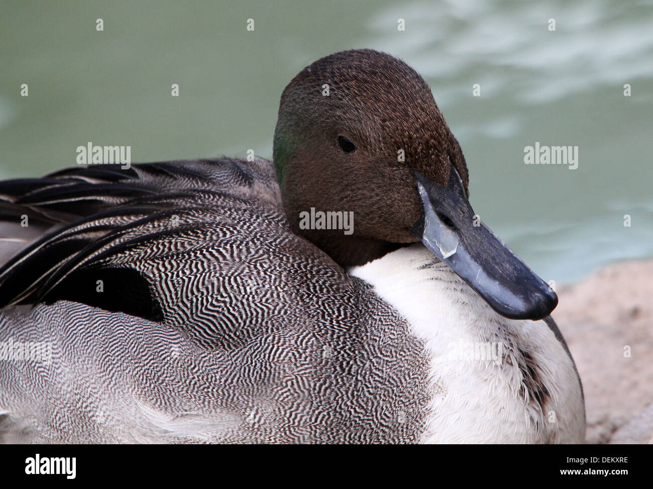 Close-up of a male Northern Pintail duck (Anas acuta) posing, resting ...