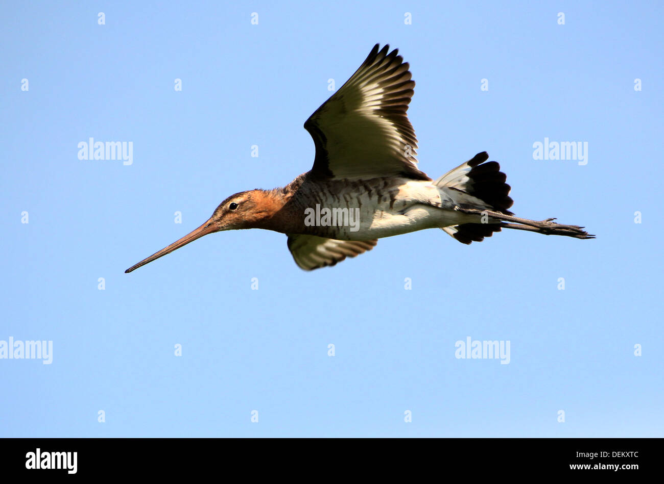 Detailed close-up of a Black-tailed Godwit (Limosa limosa) in flight ...
