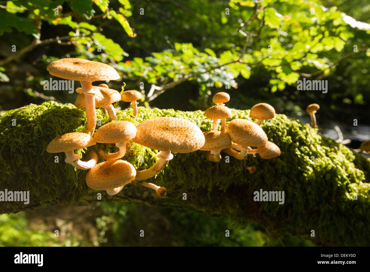 Funghi on an Oak tree branch at Rydal, Lake District, UK Stock Photo ...