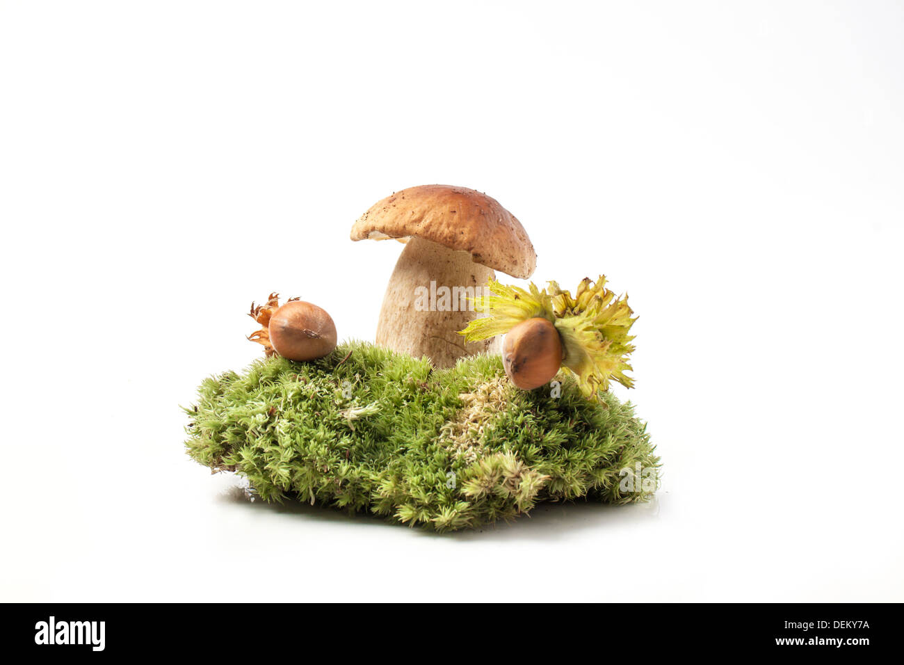 Mushroom porcini on moss Cut Out Stock Images & Pictures - Alamy