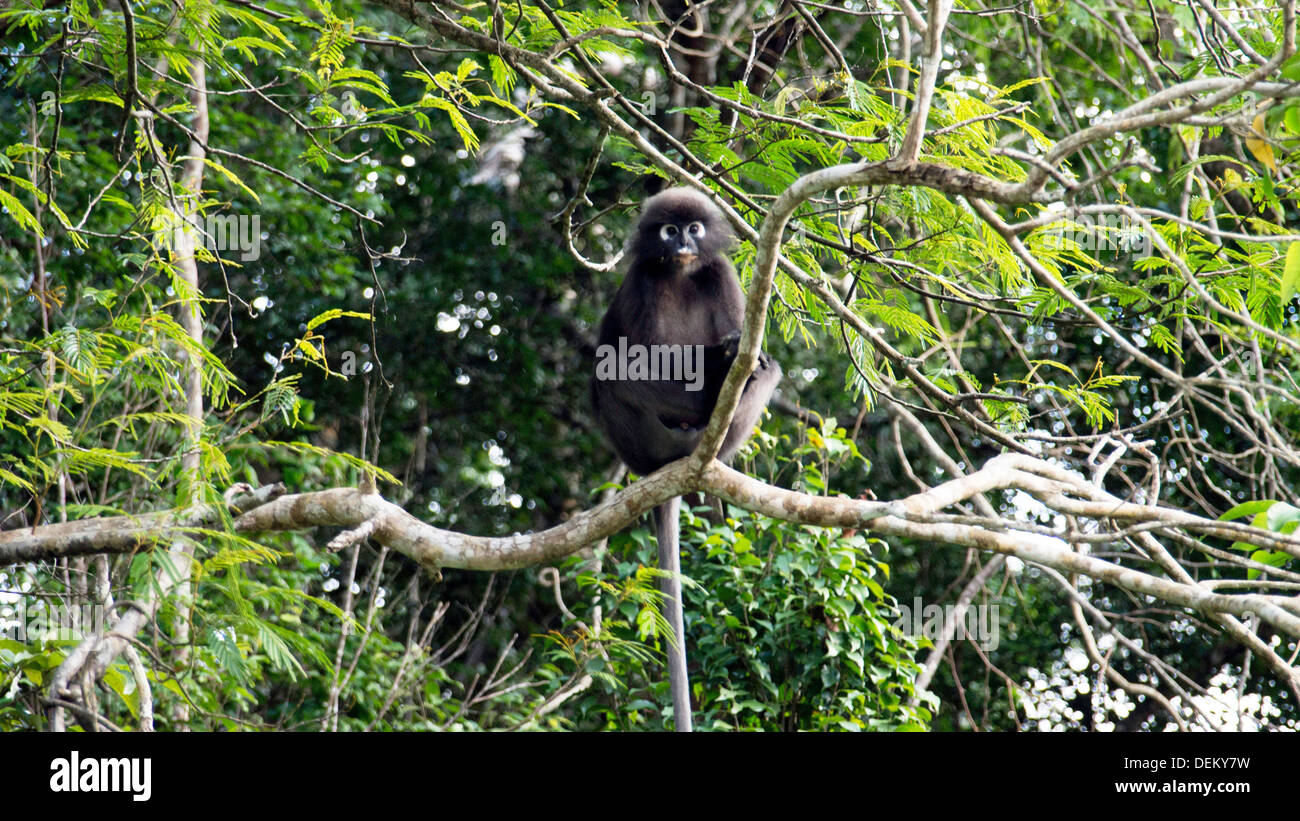 Staring monkey hi-res stock photography and images - Alamy