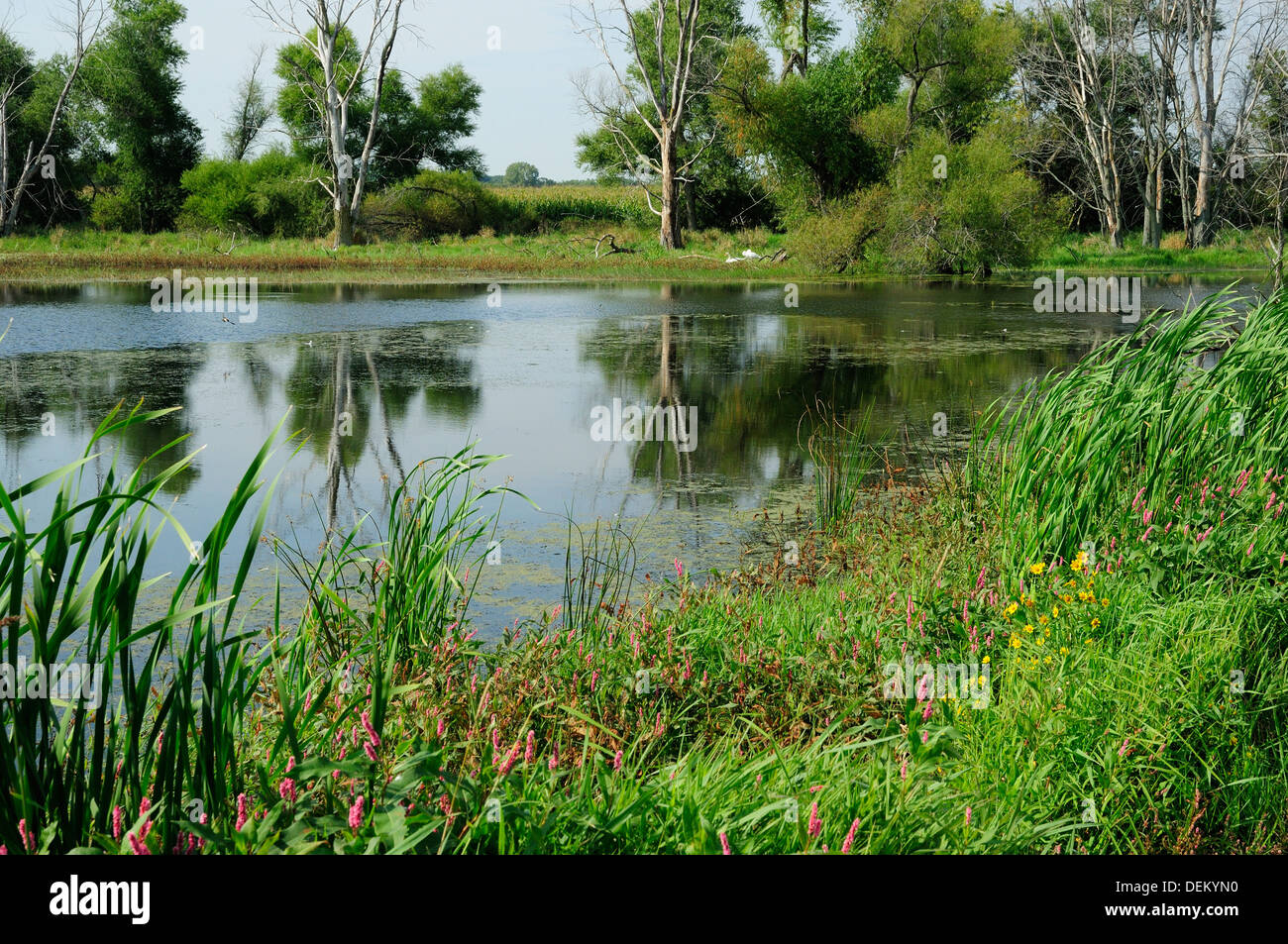 Marshland beauty hi-res stock photography and images - Alamy