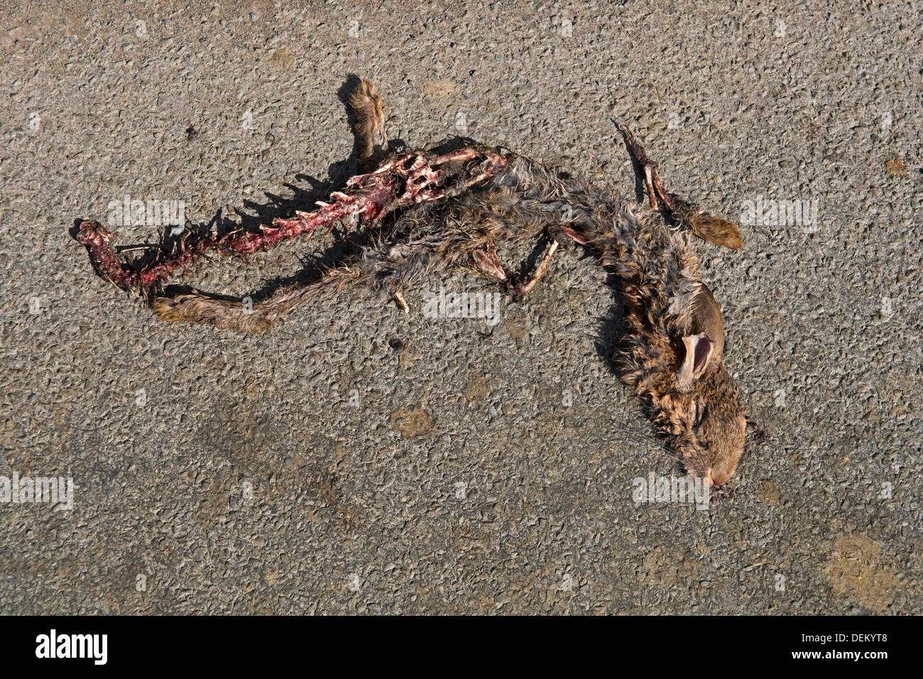 Road Kill Rabbit Dead High Resolution Stock Photography and Images - Alamy