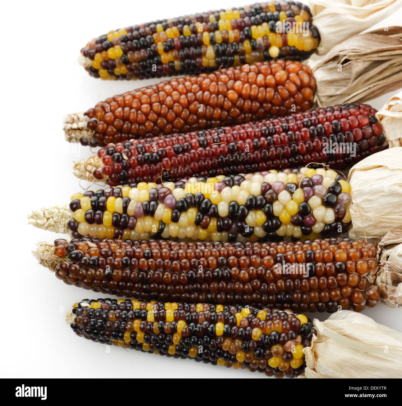 Colorful Indian Corn On White Background Stock Photo - Alamy