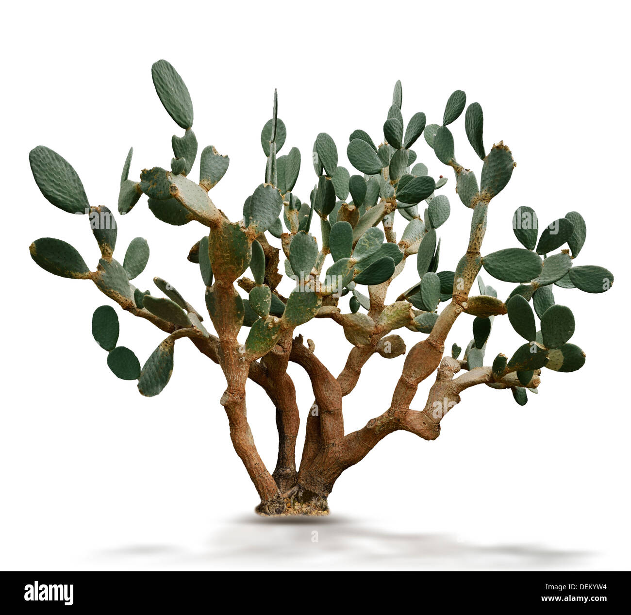 Indian fig tree hi-res stock photography and images - Alamy