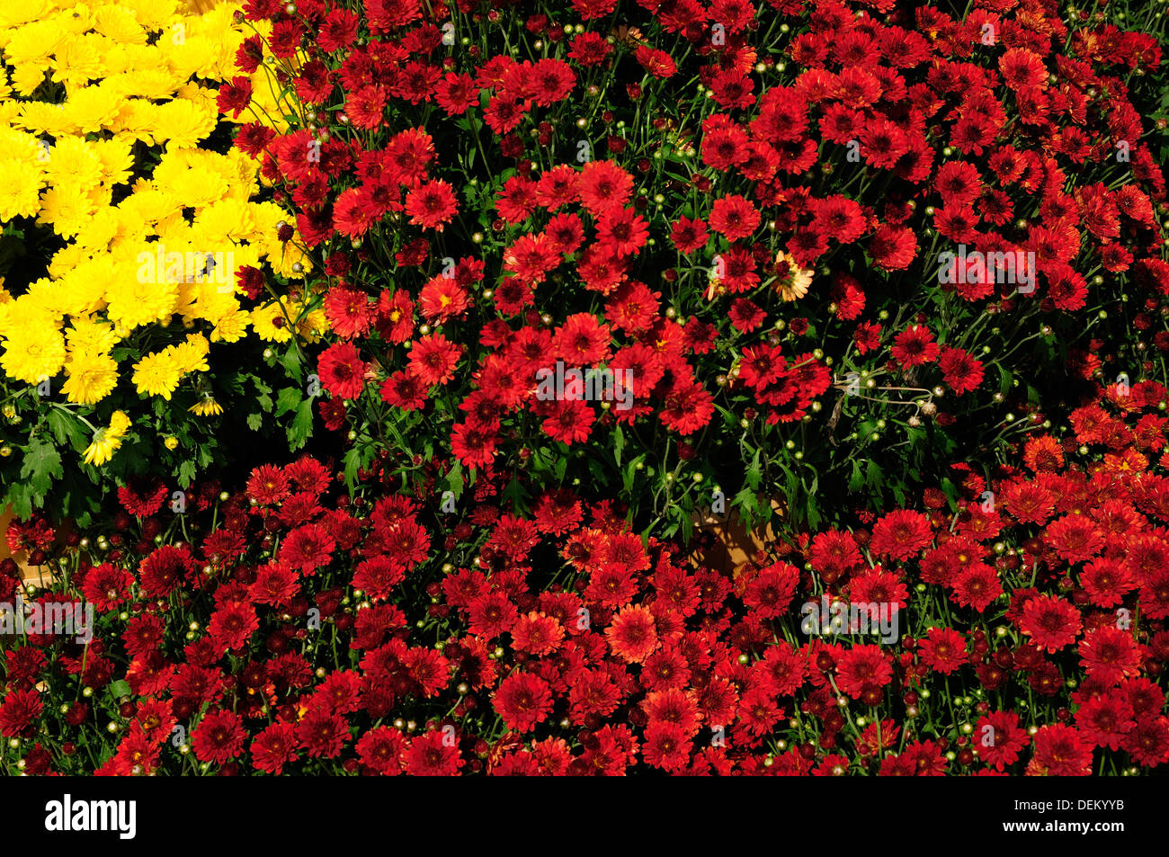 Mums mums hi-res stock photography and images - Alamy