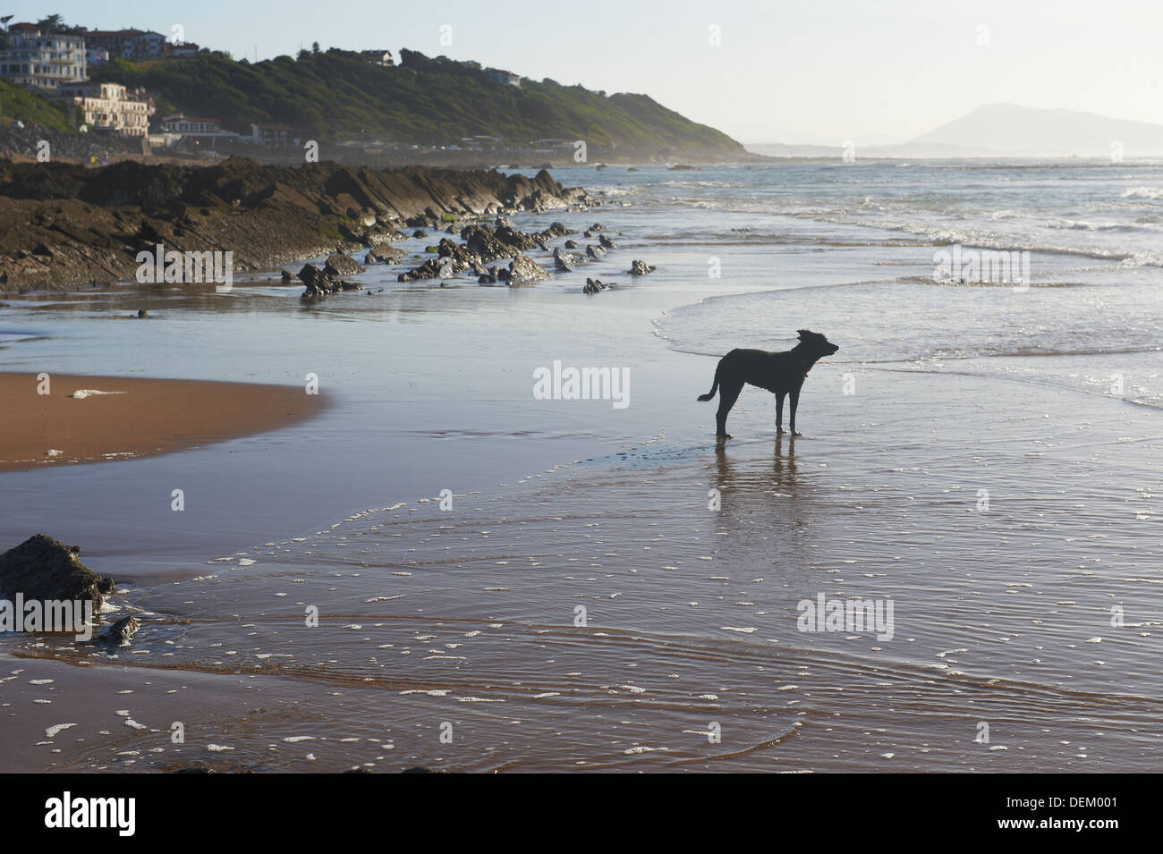 Dog on a beach sea standing in the sea Stock Photo - Alamy