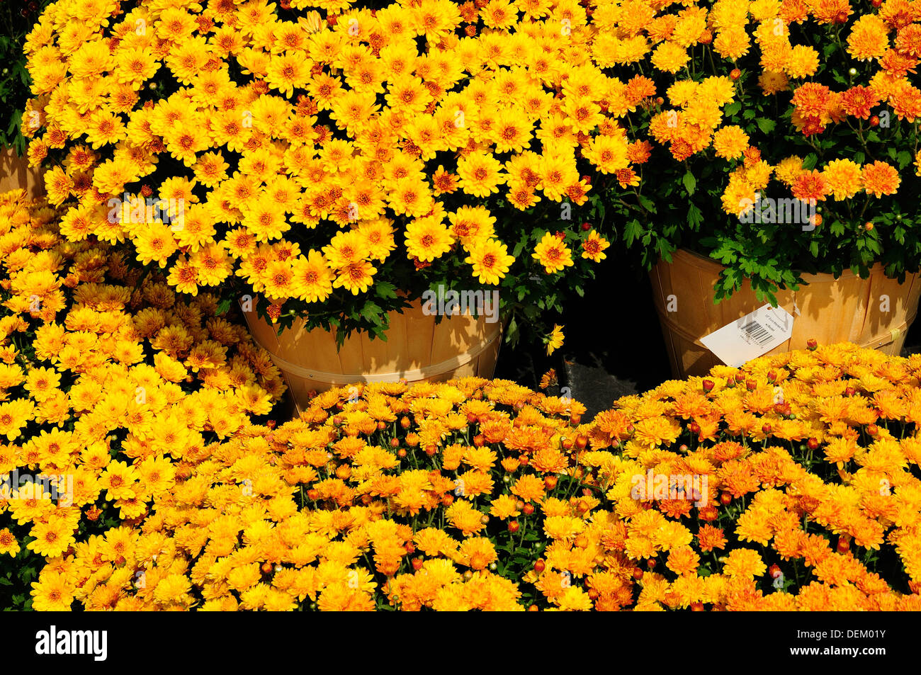Autumn mums hi-res stock photography and images - Alamy