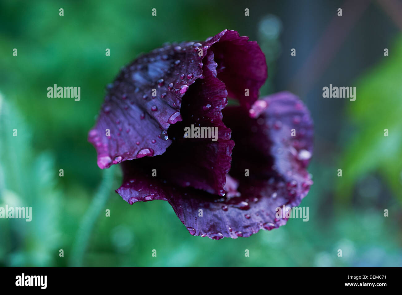 Black Poppy covered in rain drops Stock Photo - Alamy