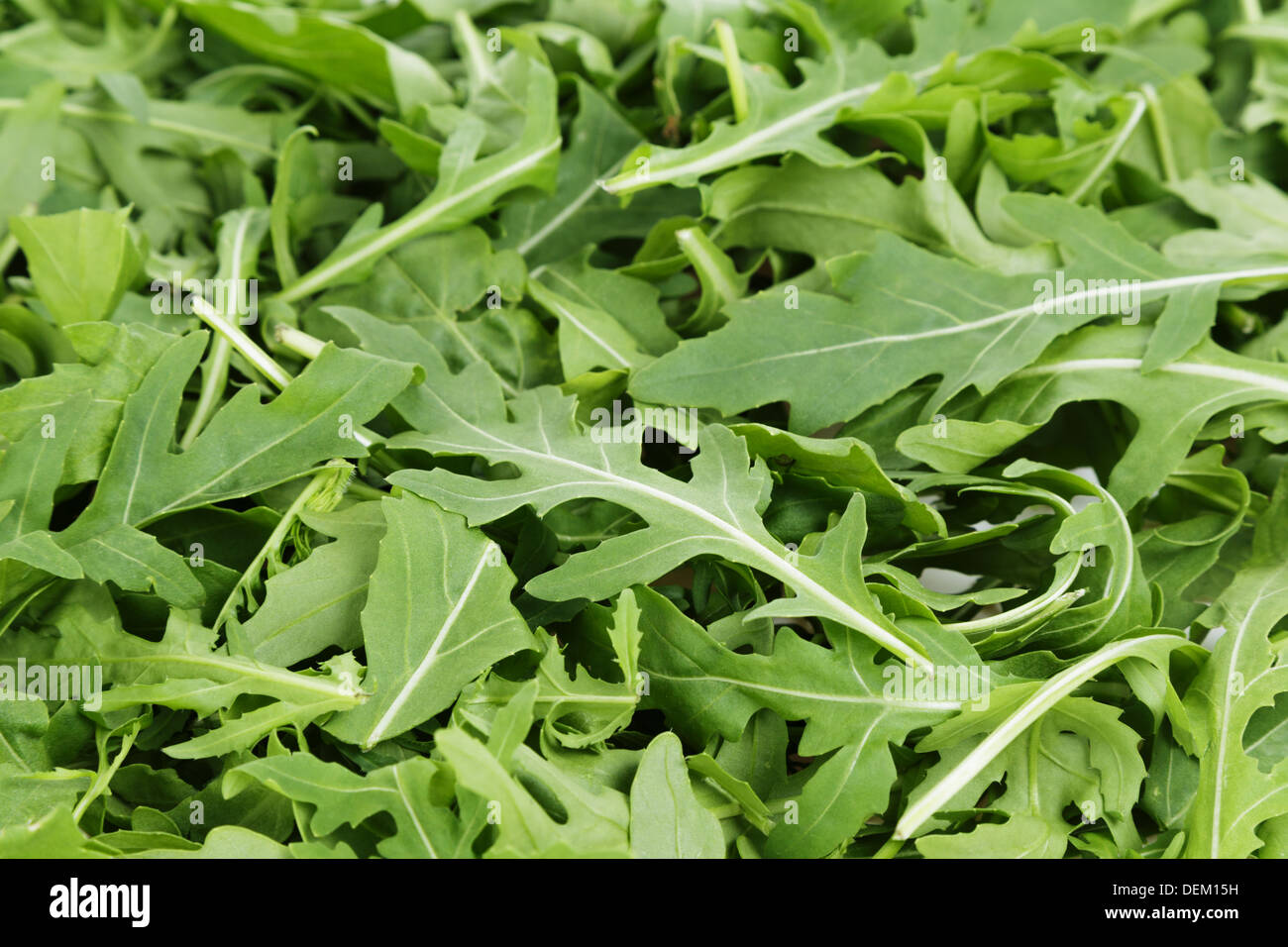 fresh arugula, background from fresh green leaves Stock Photo - Alamy