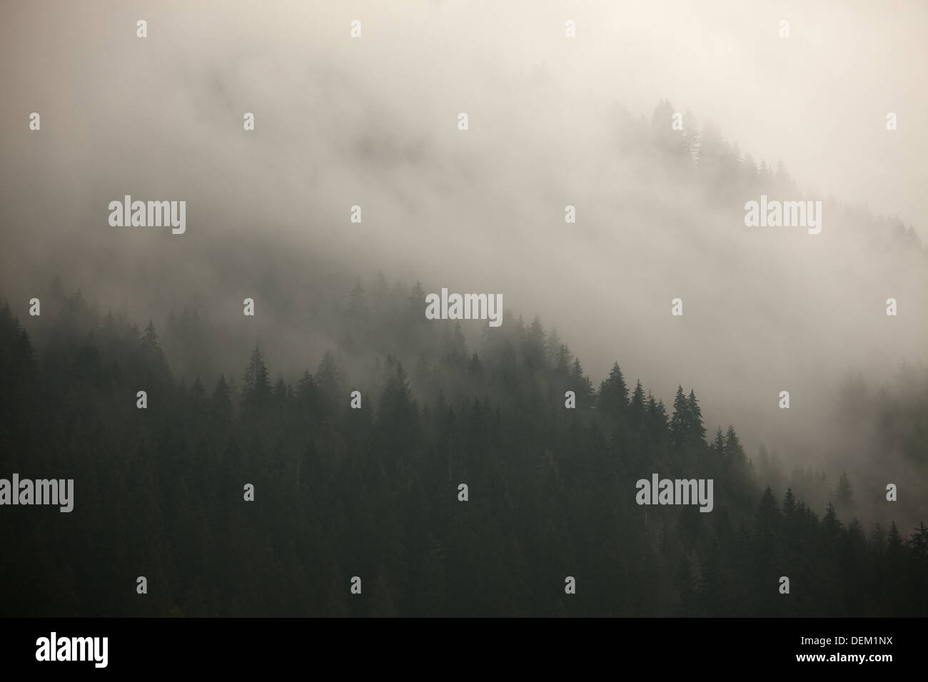 Spooky pine tree hi-res stock photography and images - Alamy